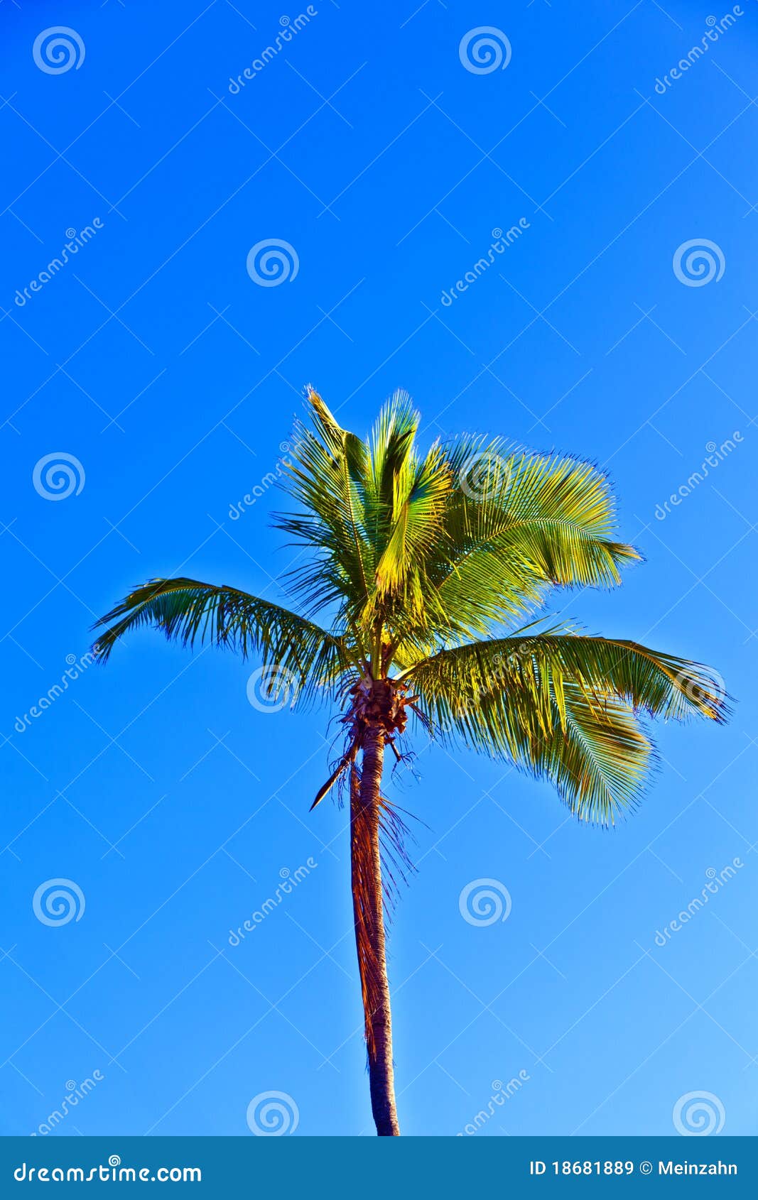 Crown of palm tree stock image. Image of exotic, getaway - 18681889