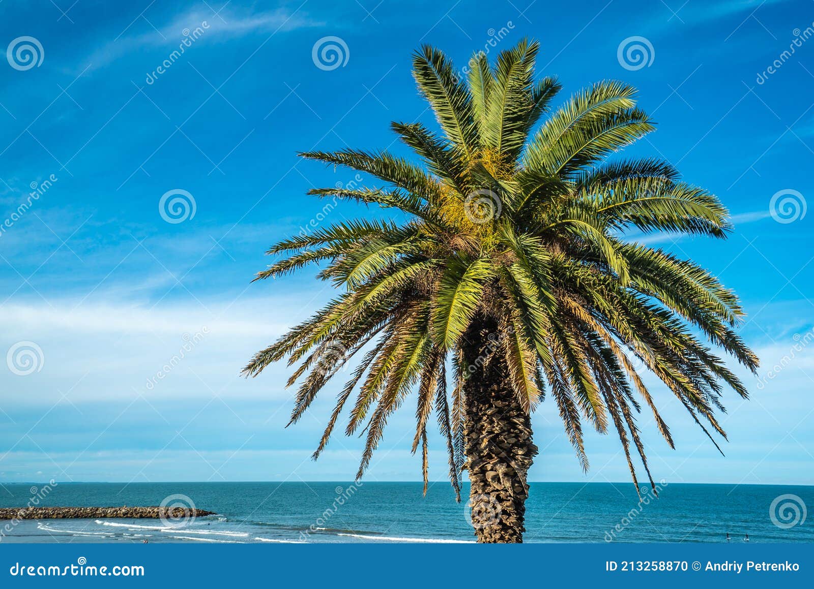 Crown of a Palm Tree Against the Sky Stock Photo - Image of green ...