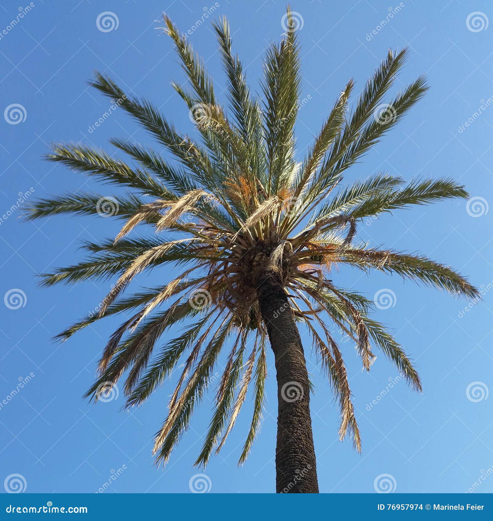 Crown of a palm tree stock photo. Image of palm, crown - 76957974