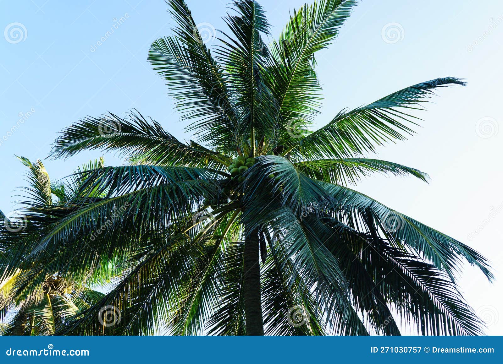 Crown Palm Tree Close-up in the Sky Stock Image - Image of blue ...