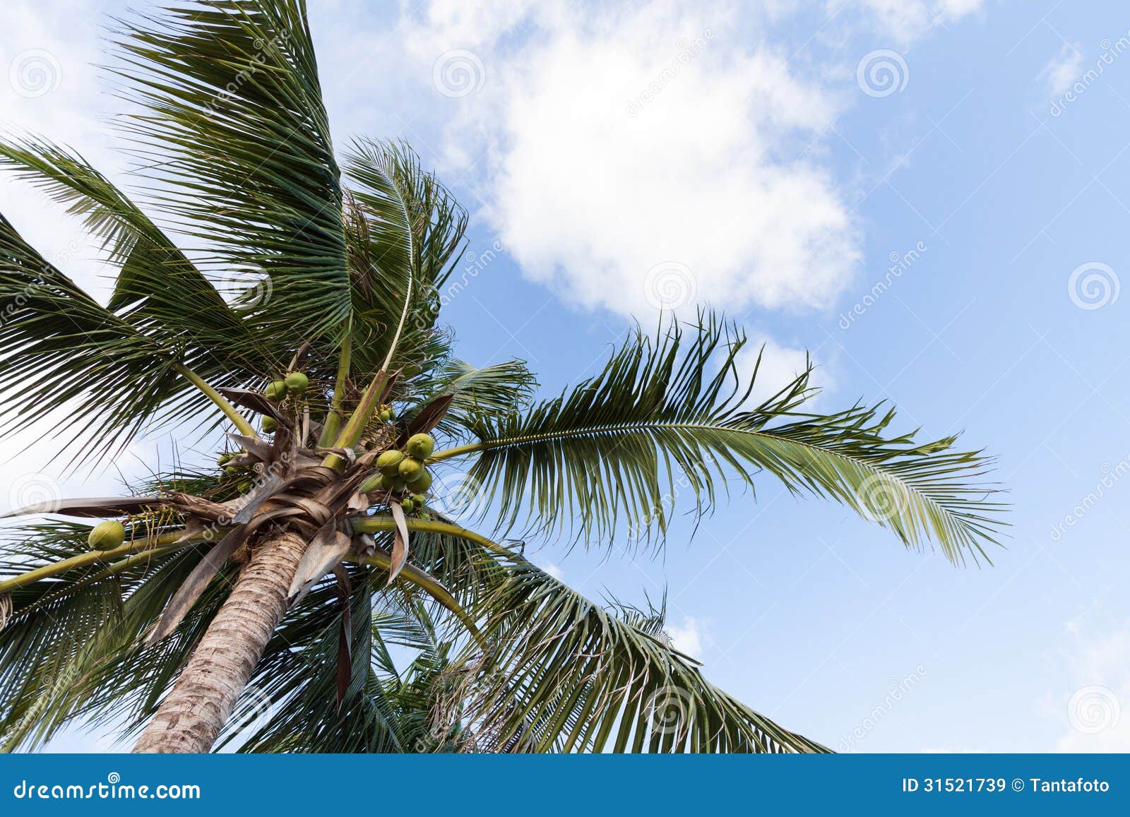 Crown of a Palm Tree of Coconut Stock Image - Image of paradise ...