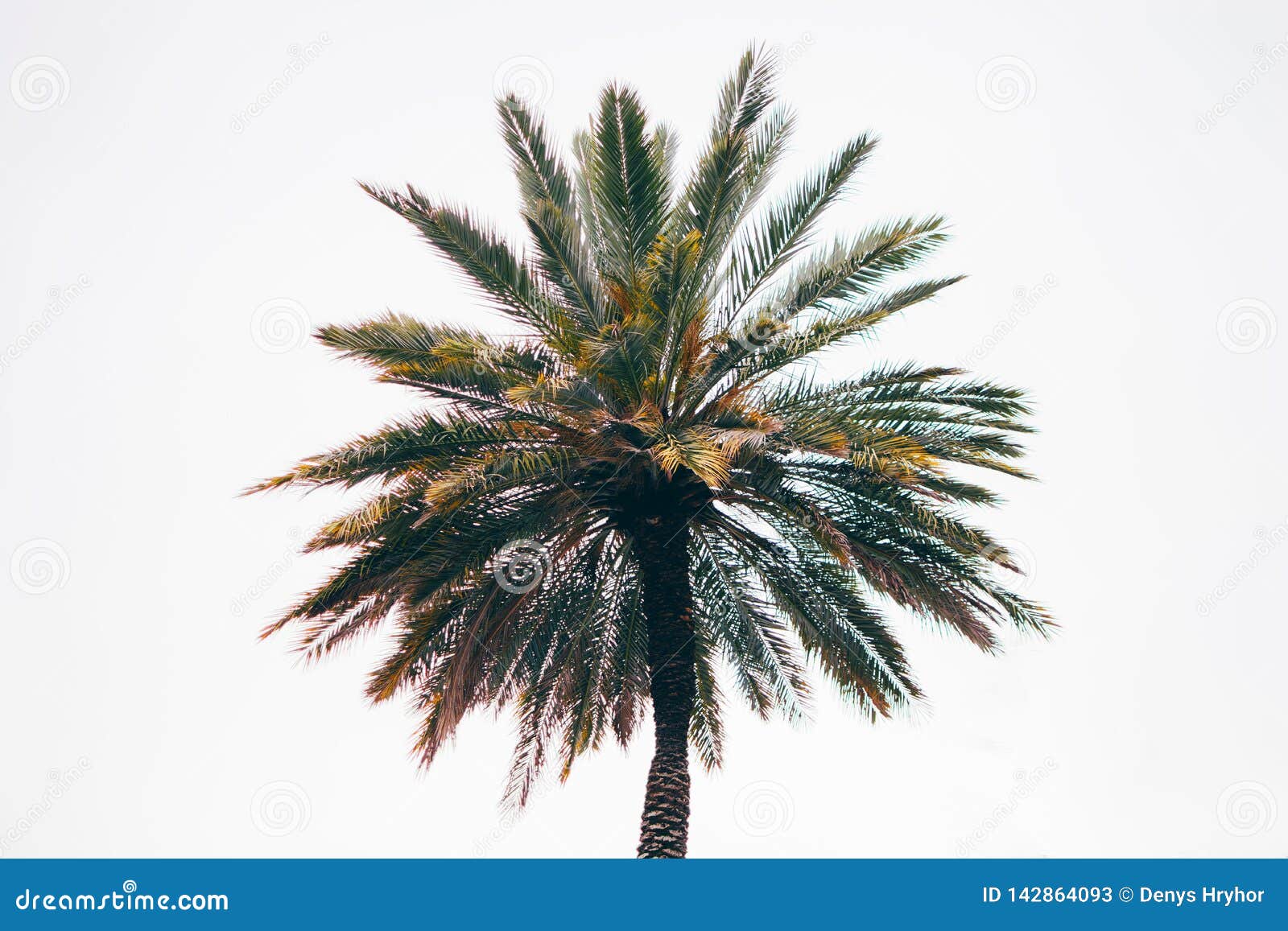 Crown of a Palm Tree of Coconut Isolated on Background Stock Image ...