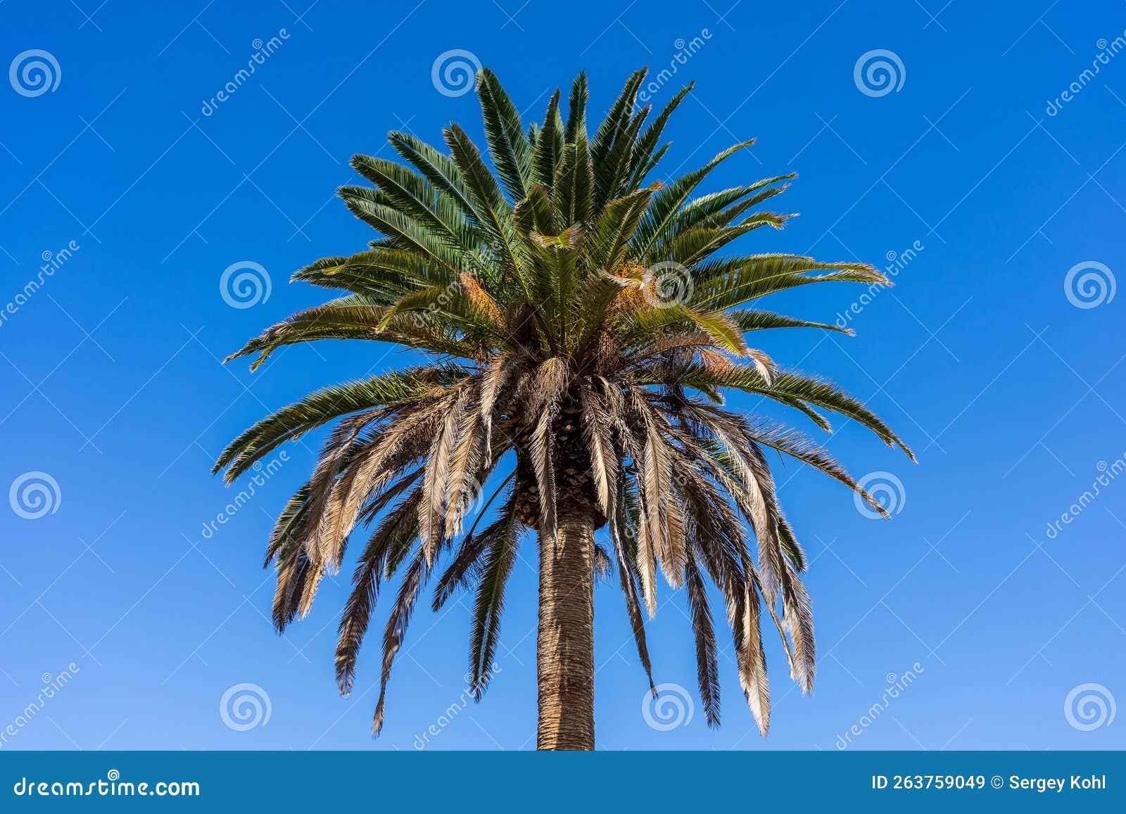 Crown of a palm tree stock image. Image of paradise - 263759049