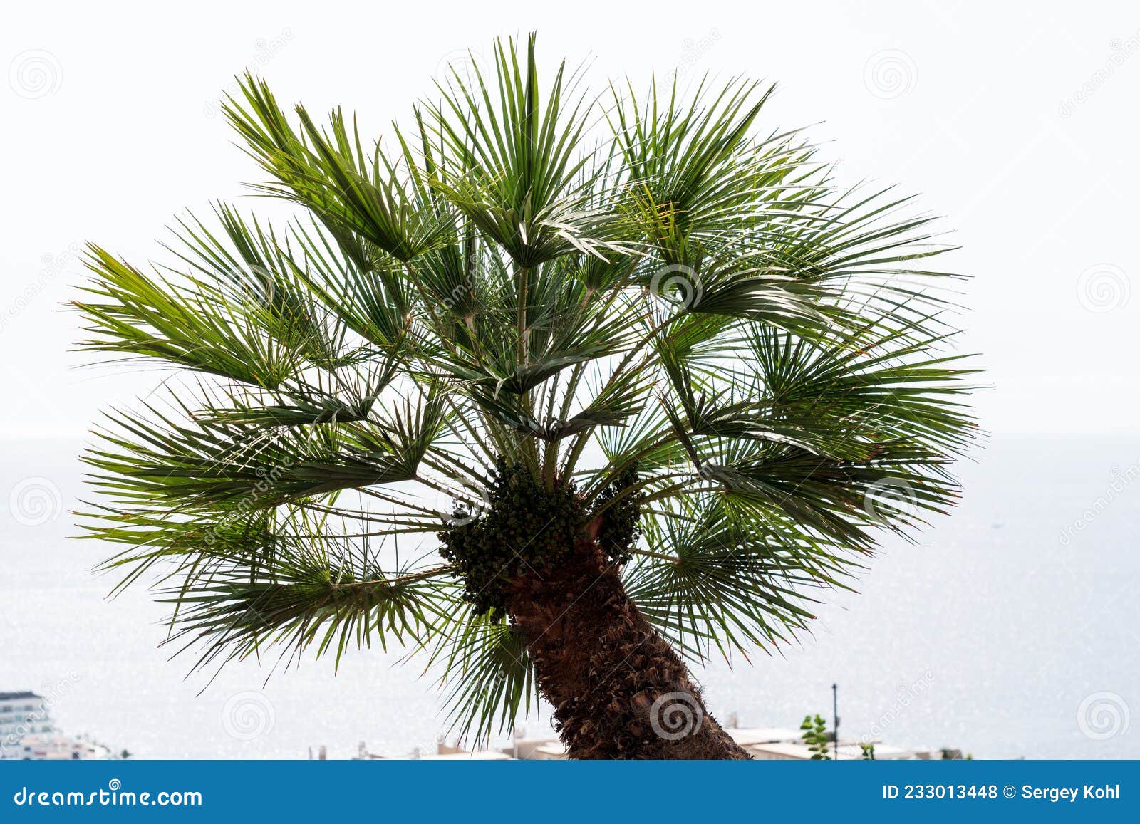 Crown of a palm tree stock photo. Image of palm, blue - 233013448