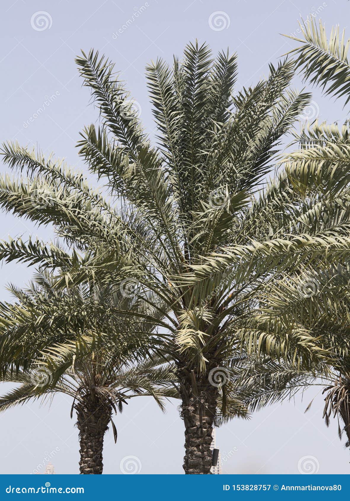 Crown of the Palm Tree, Green Palm Tree Stock Image - Image of tree ...