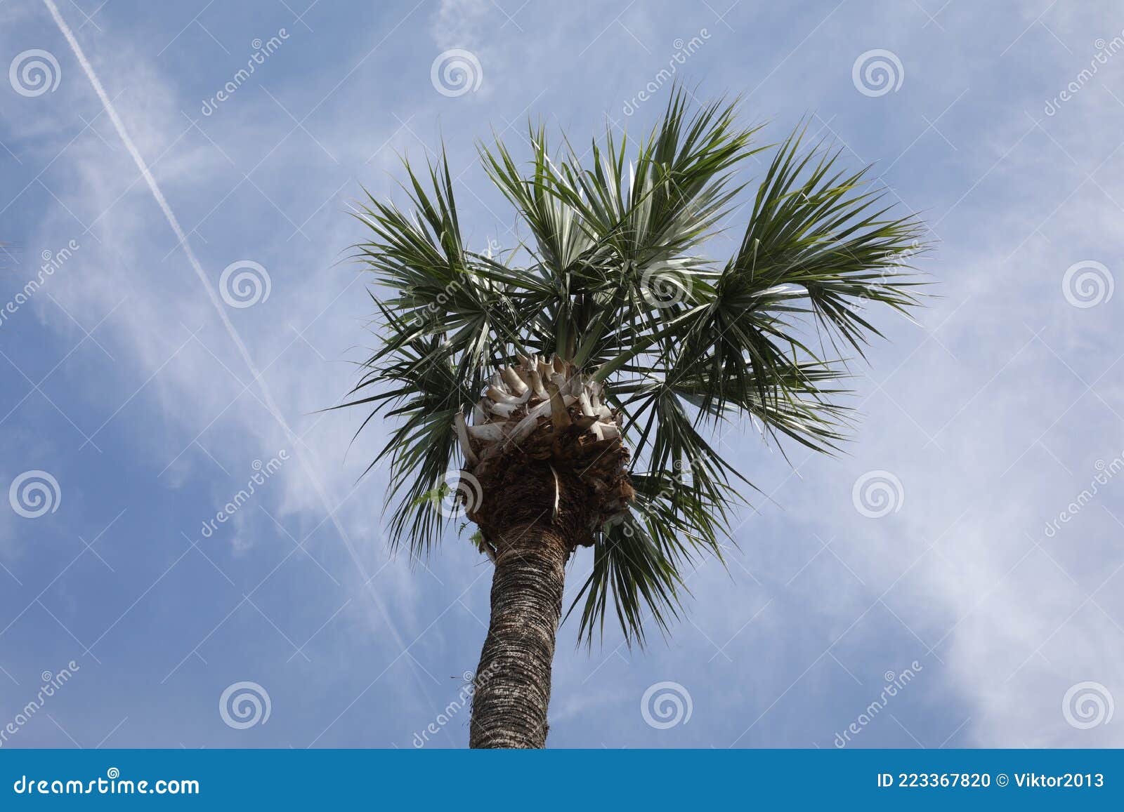 Crown of the palm trees stock photo. Image of beautiful - 223367820