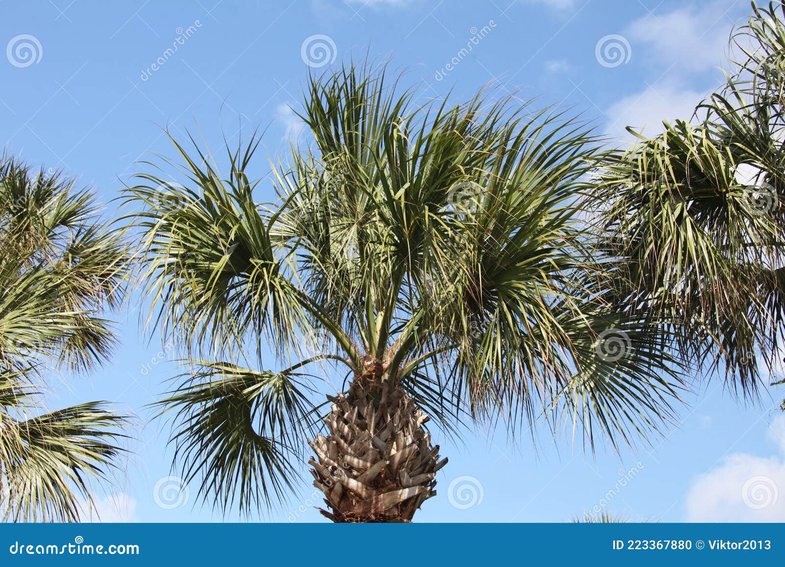Crown of the palm trees stock photo. Image of south - 223367880