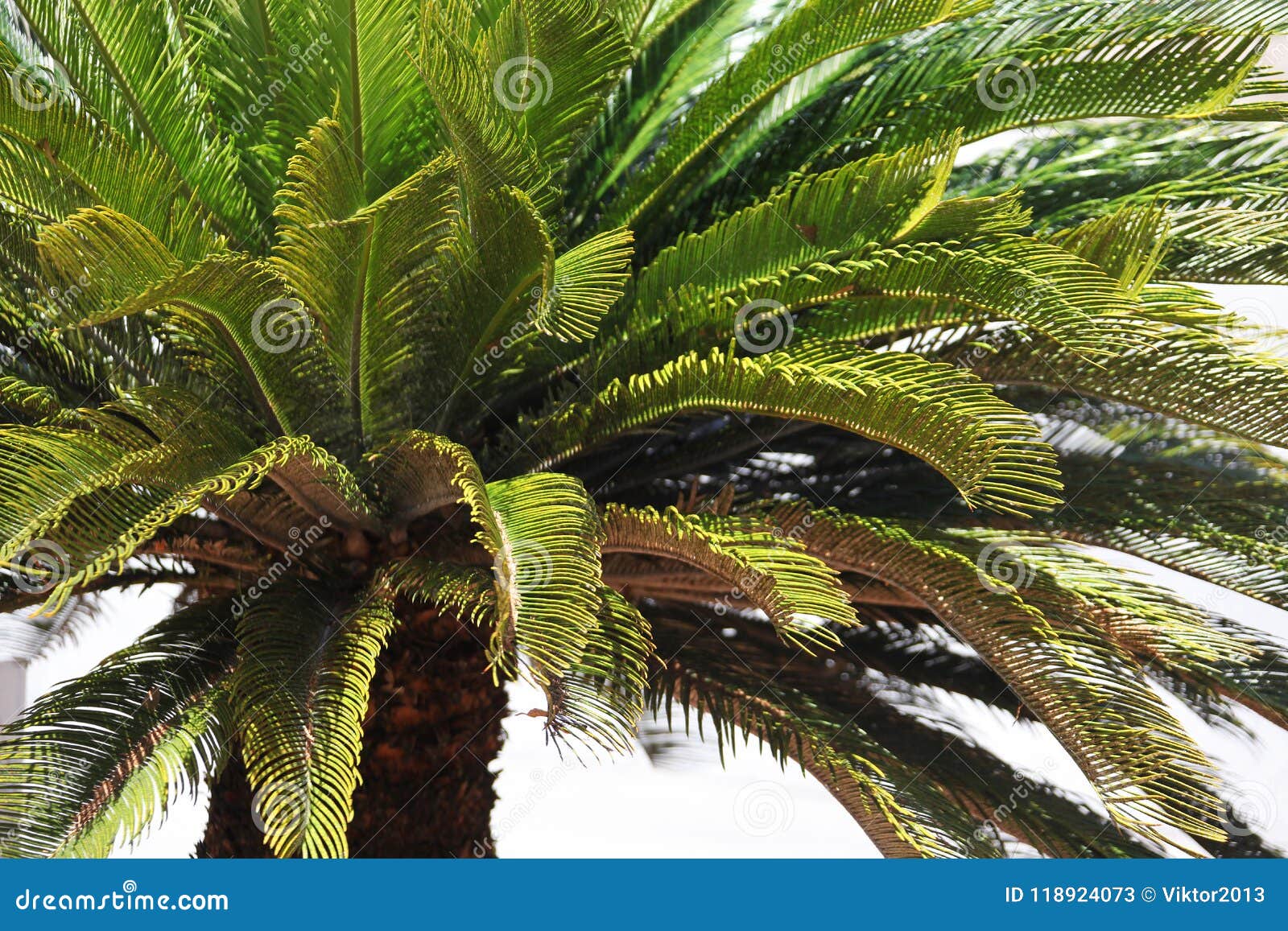 Crown of the palm trees stock image. Image of beautiful - 118924073