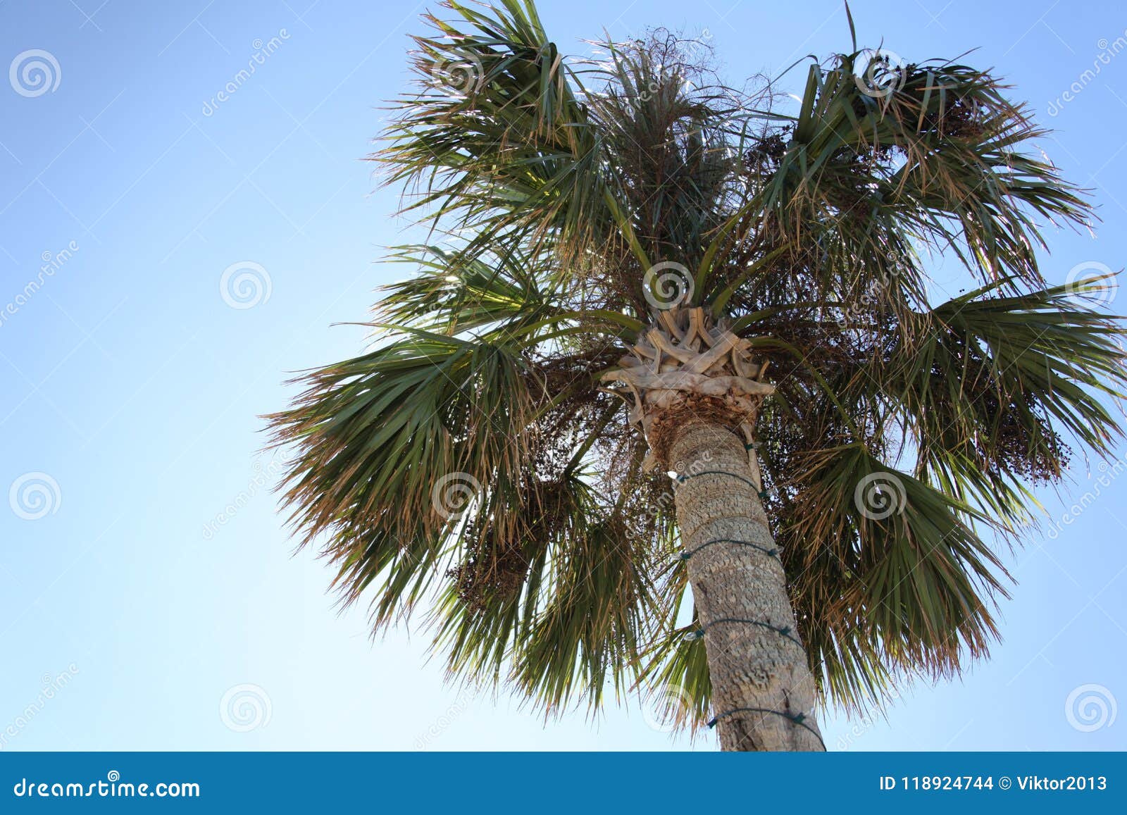 Crown of the palm trees stock photo. Image of botany - 118924744