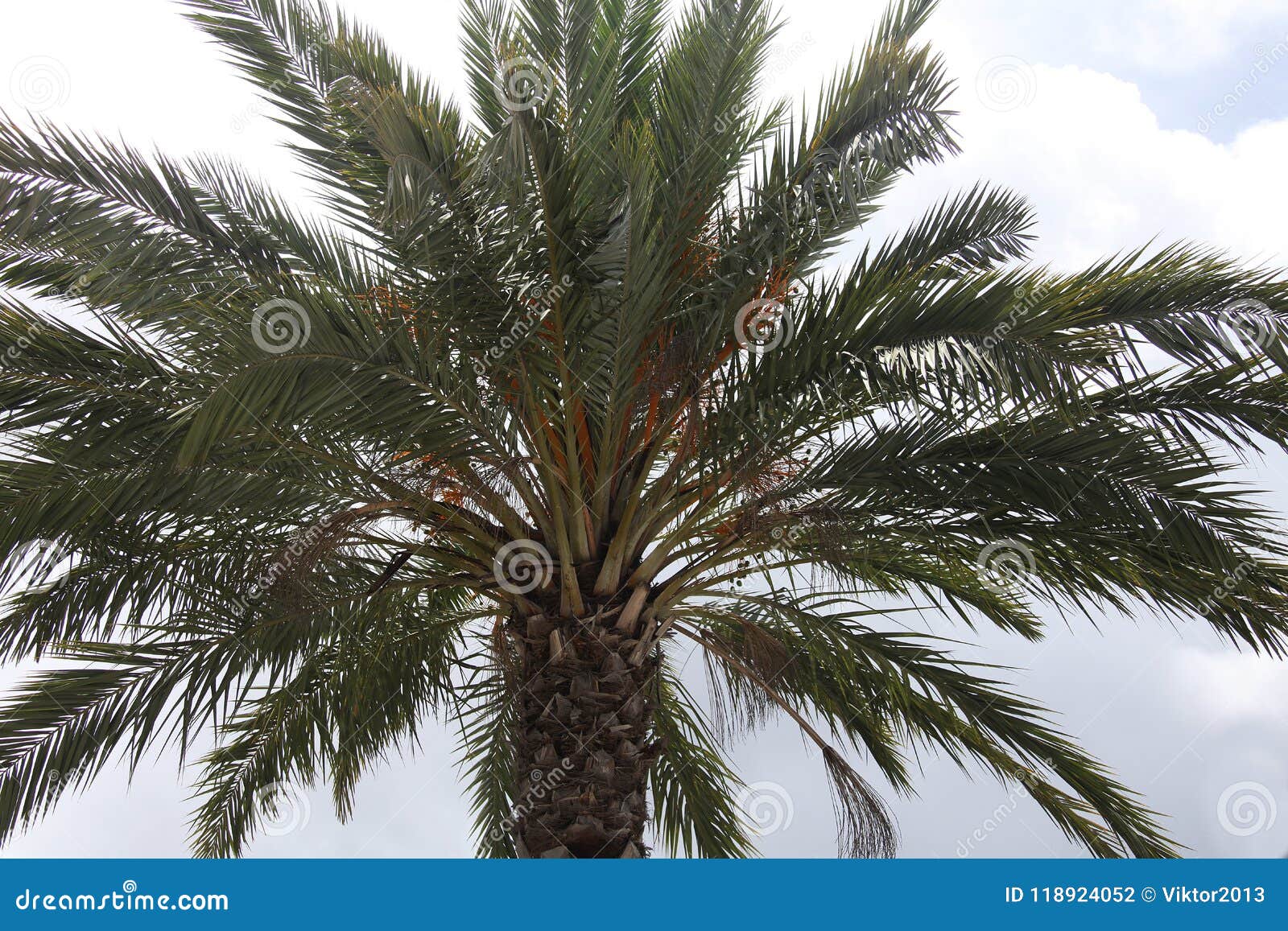 Crown of the palm trees stock photo. Image of background - 118924052