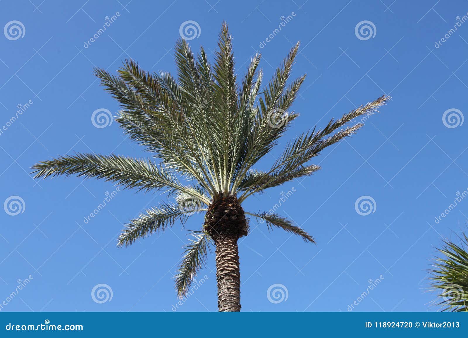Crown of the palm trees stock photo. Image of exotica - 118924720