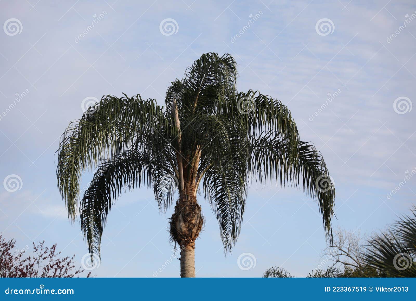 Crown of the palm trees stock image. Image of flora - 223367519