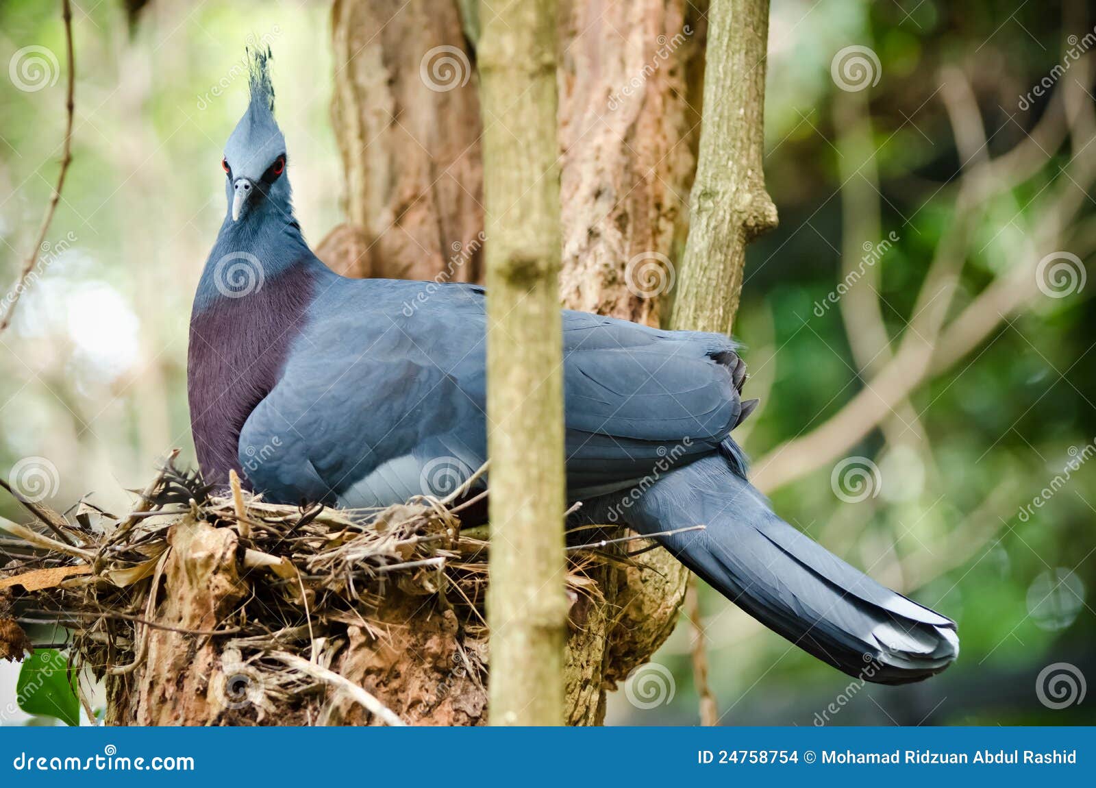 Crown Pigeon stock photo. Image of bird, crown, pigeon - 24758754
