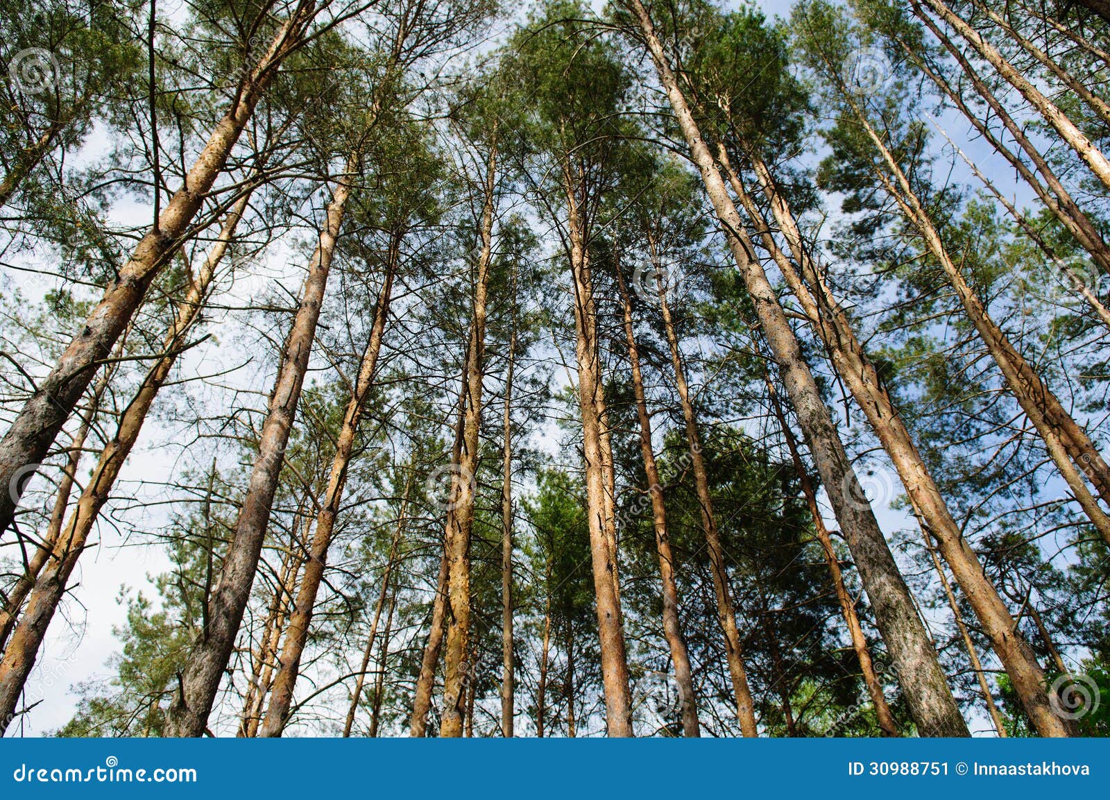 Crown of pine stock image. Image of landscape, blue, branch - 30988751