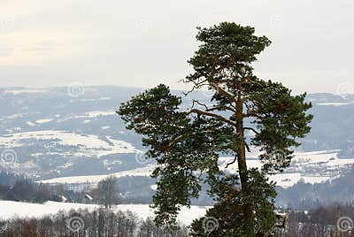 Crown pine - tree stock photo. Image of alone, pine, forest - 12274282