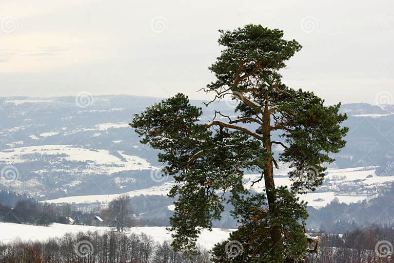 Crown pine - tree stock photo. Image of alone, pine, forest - 12274282