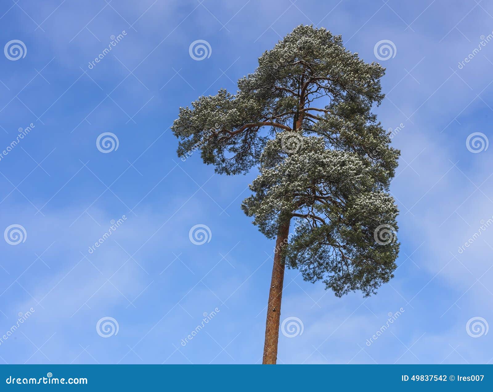 Crown of a Pine Tree on Blue Sky Background Stock Photo - Image of ...