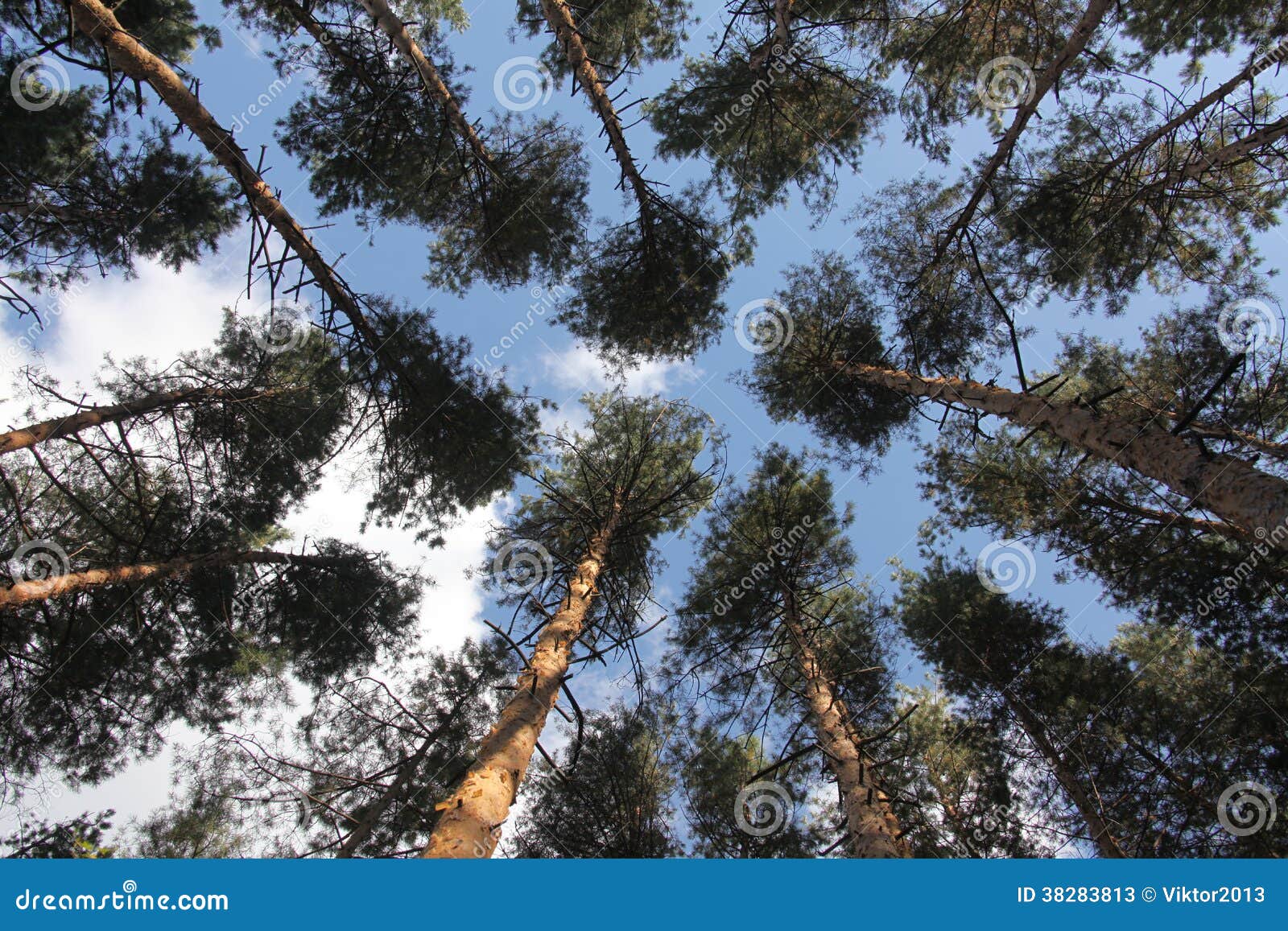 Crown of the pine trees stock image. Image of green, pine - 38283813
