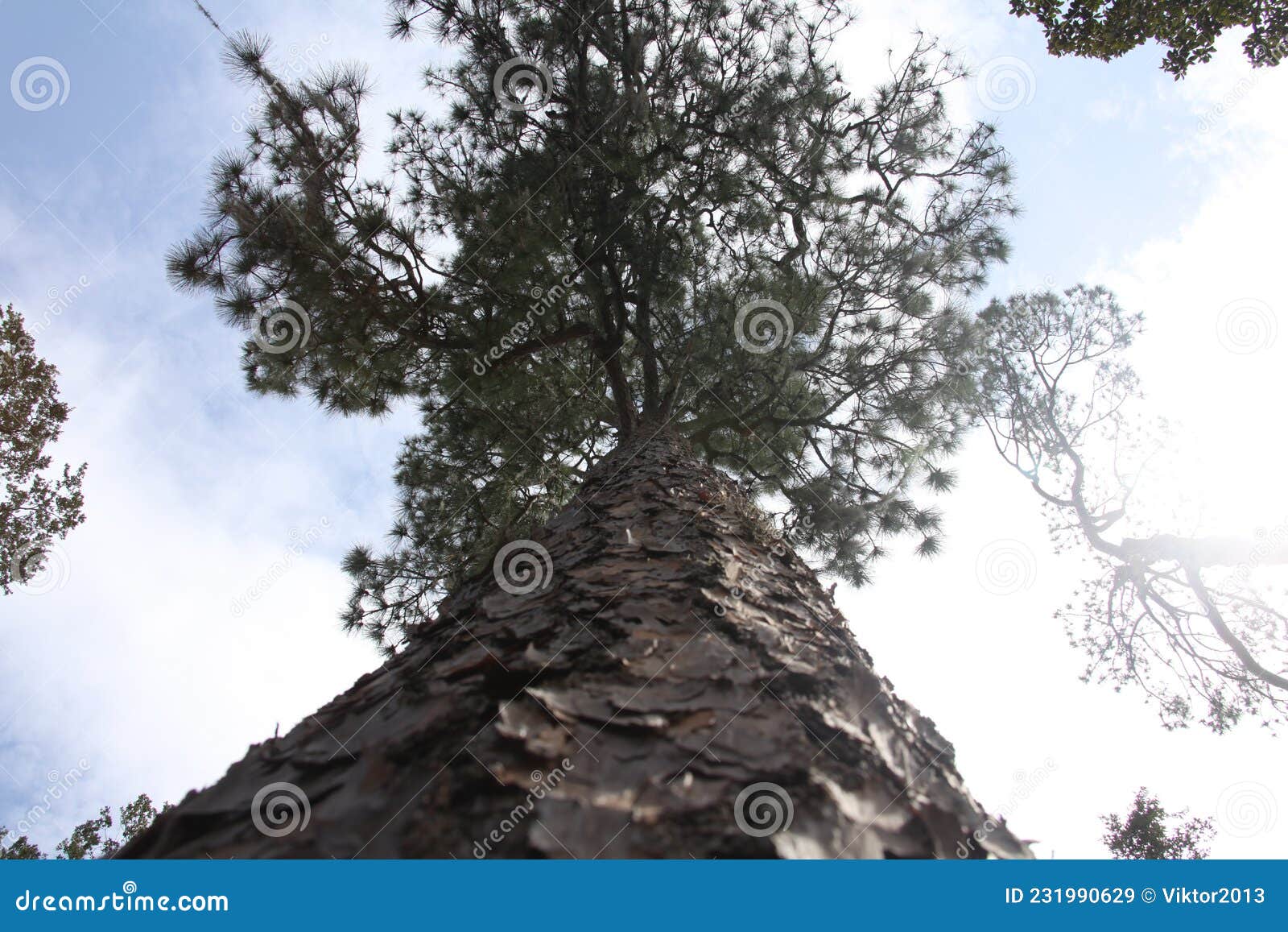 Crown of the pine trees stock image. Image of stem, forest - 231990629