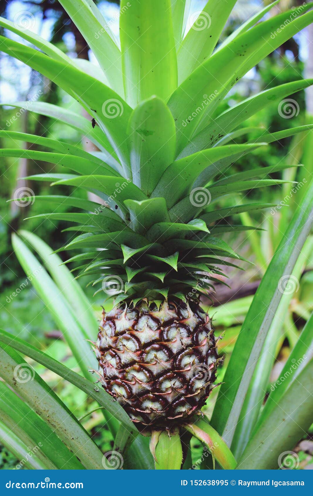 The crown of a fruit stock image. Image of plant, fruit - 152638995