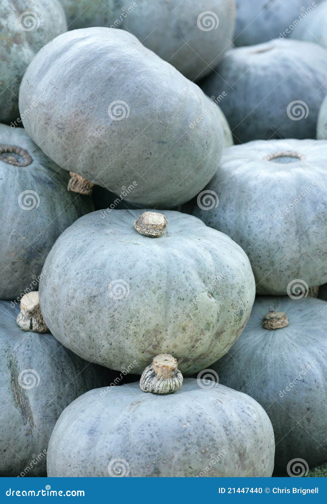 Crown prince squash stock photo. Image of crown, harvest - 21447440