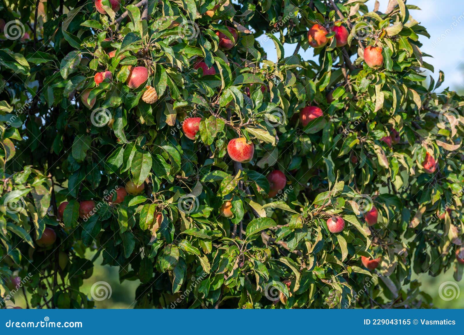 Crown of red apple tree stock image. Image of healthy - 229043165