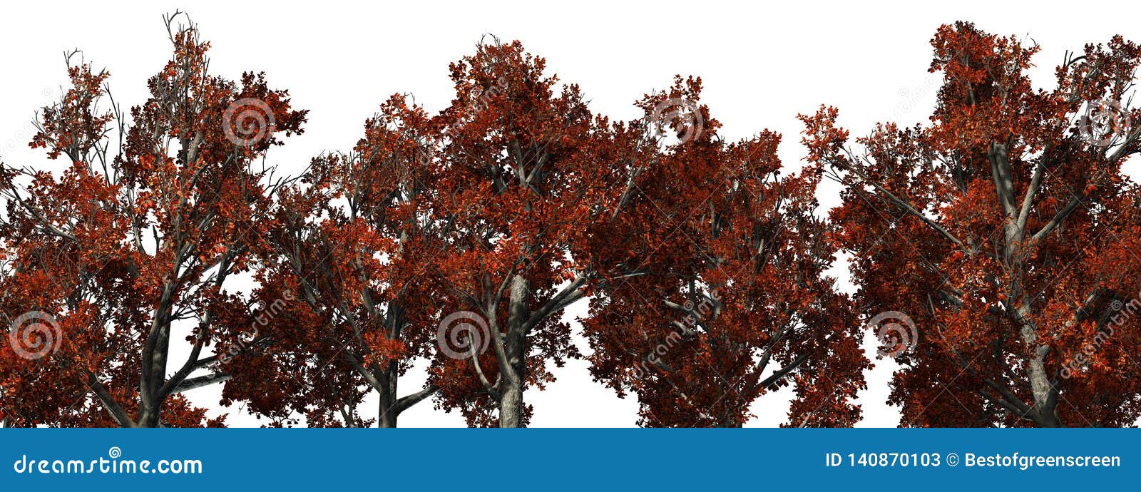 Crown of Red Maple Trees in Fall Stock Illustration - Illustration of ...