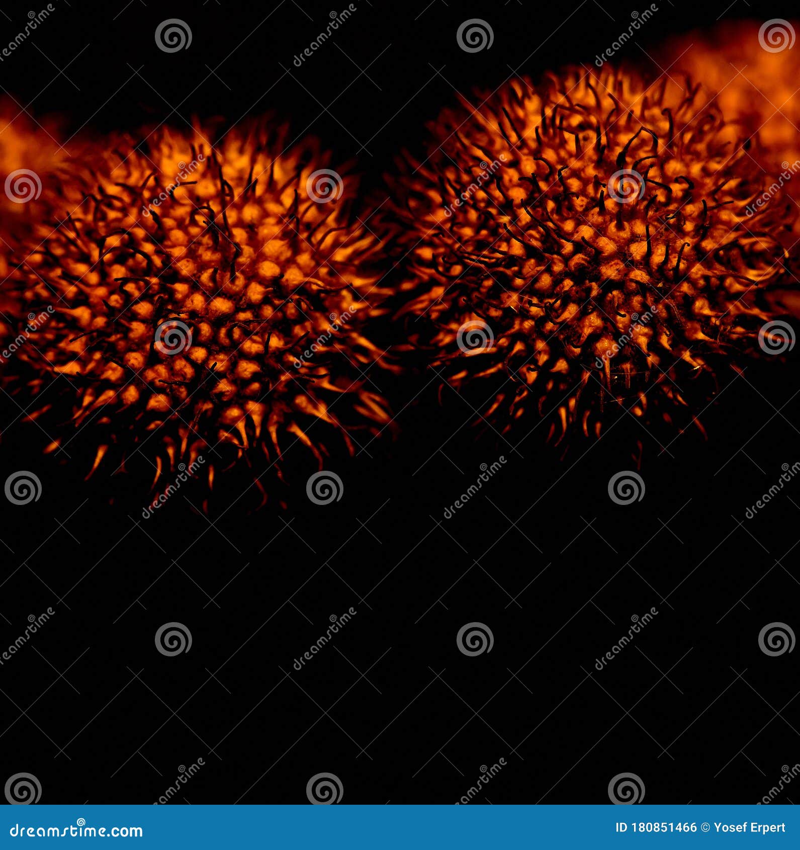 Crown-shaped Spherical Fruit Stock Photo - Image of micro, object ...