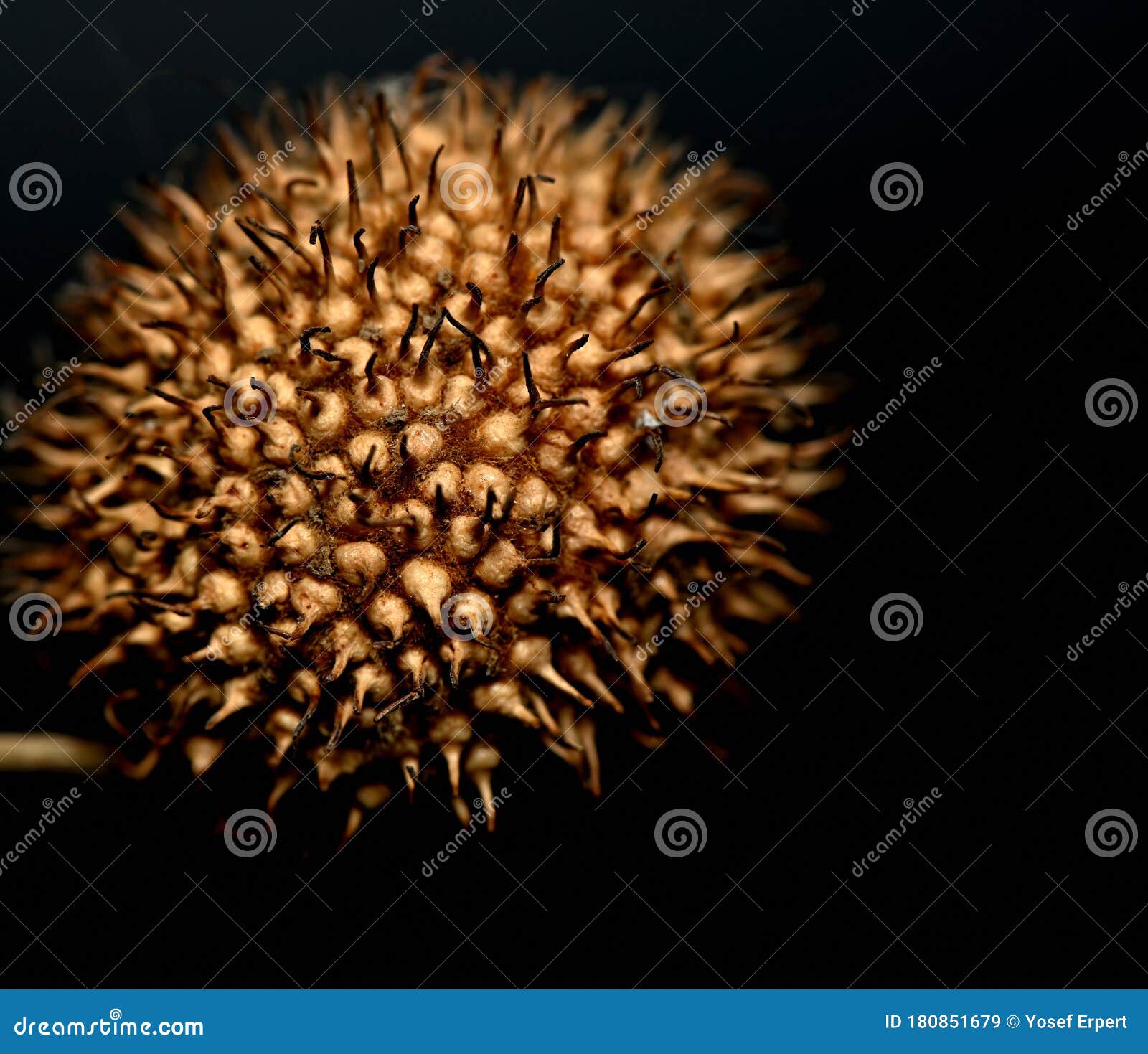 Crown-shaped Spherical Fruit Stock Image - Image of fruit, hazard ...