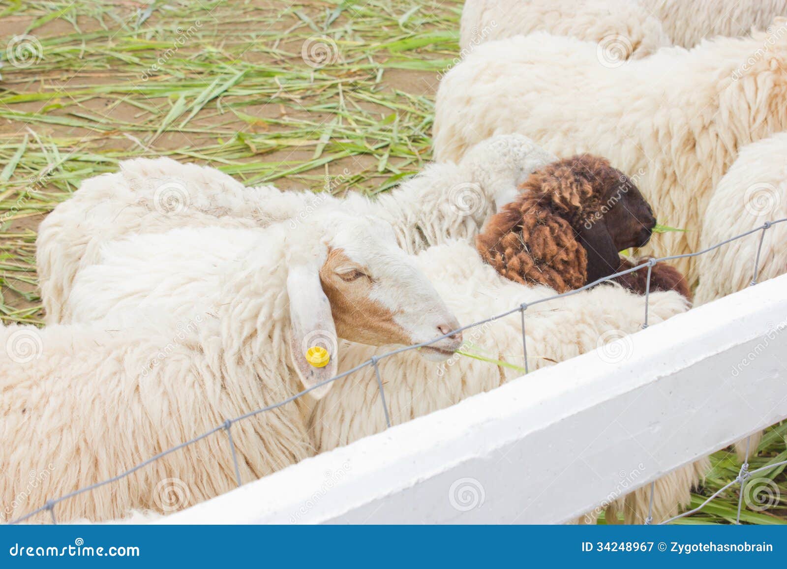 Crown Sheeps. stock image. Image of eating, livestock - 34248967