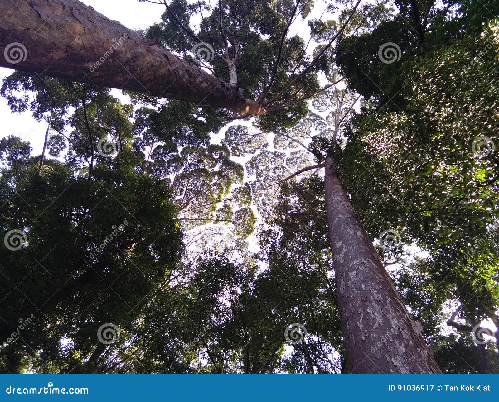 Crown Shyness stock image. Image of shyness, border, kapur - 91036917