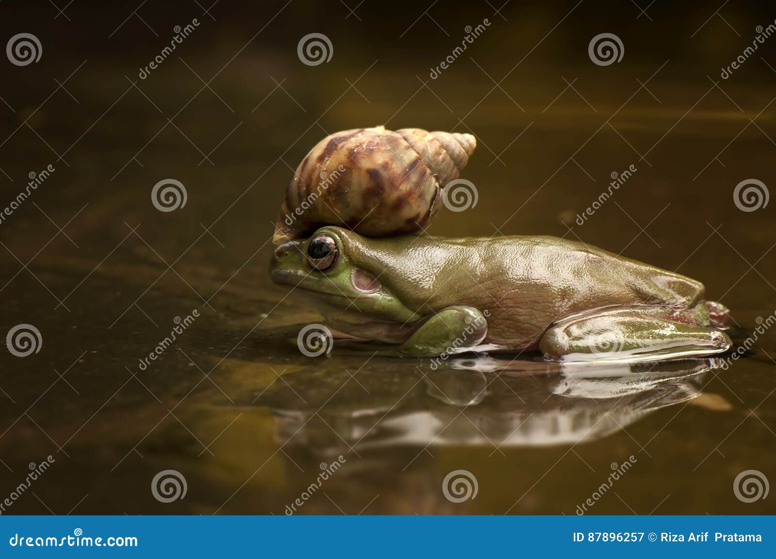 Crown snail stock image. Image of nikon, concept, water - 87896257