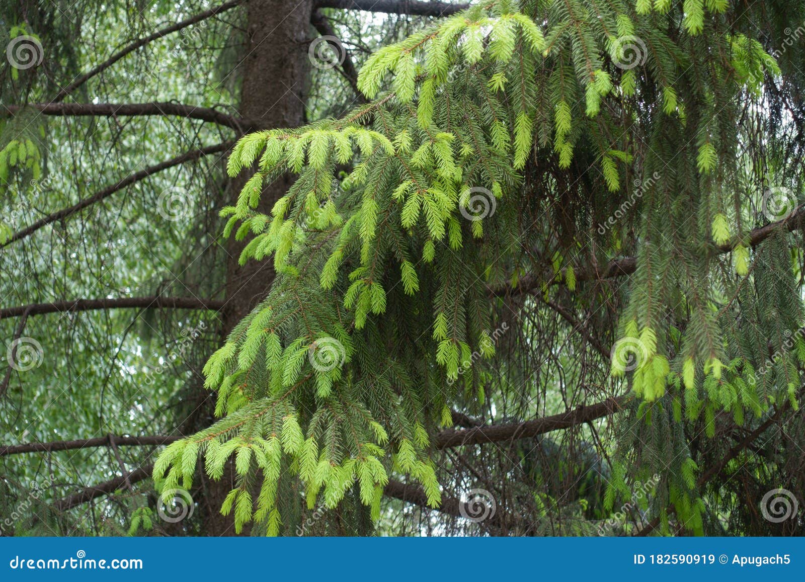Crown of Spruce with Fresh Green Foliage Stock Image - Image of ...