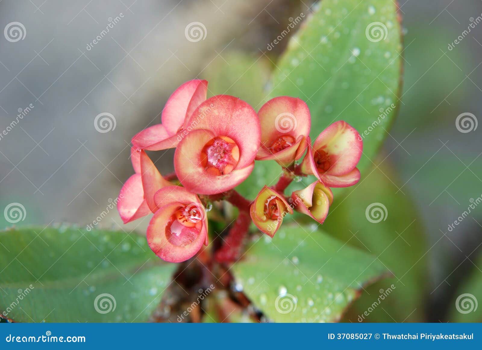 Crown of Thorn Flower stock image. Image of exotic, nature - 37085027