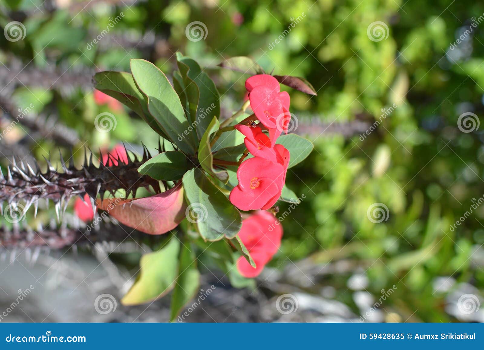 Crown of Thorns, Christ Thorn Flower Stock Image - Image of crown ...