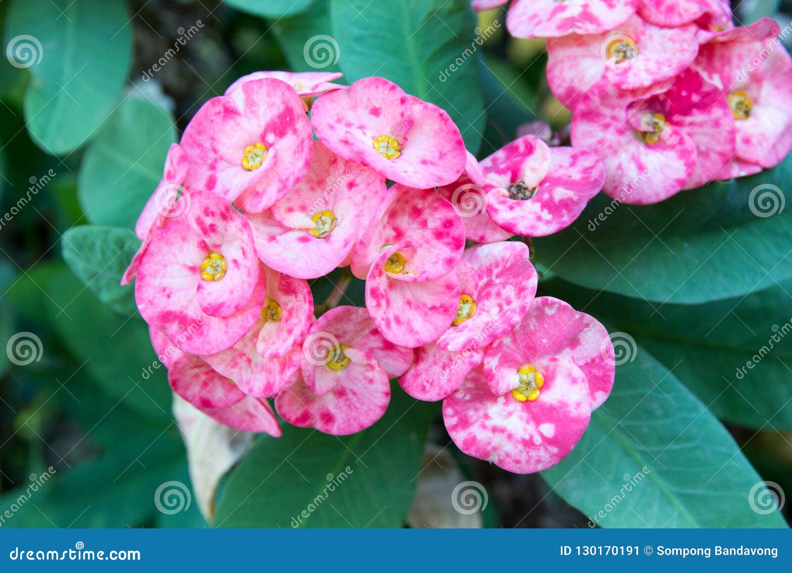 Crown of thorns flower stock image. Image of color, flora - 130170191