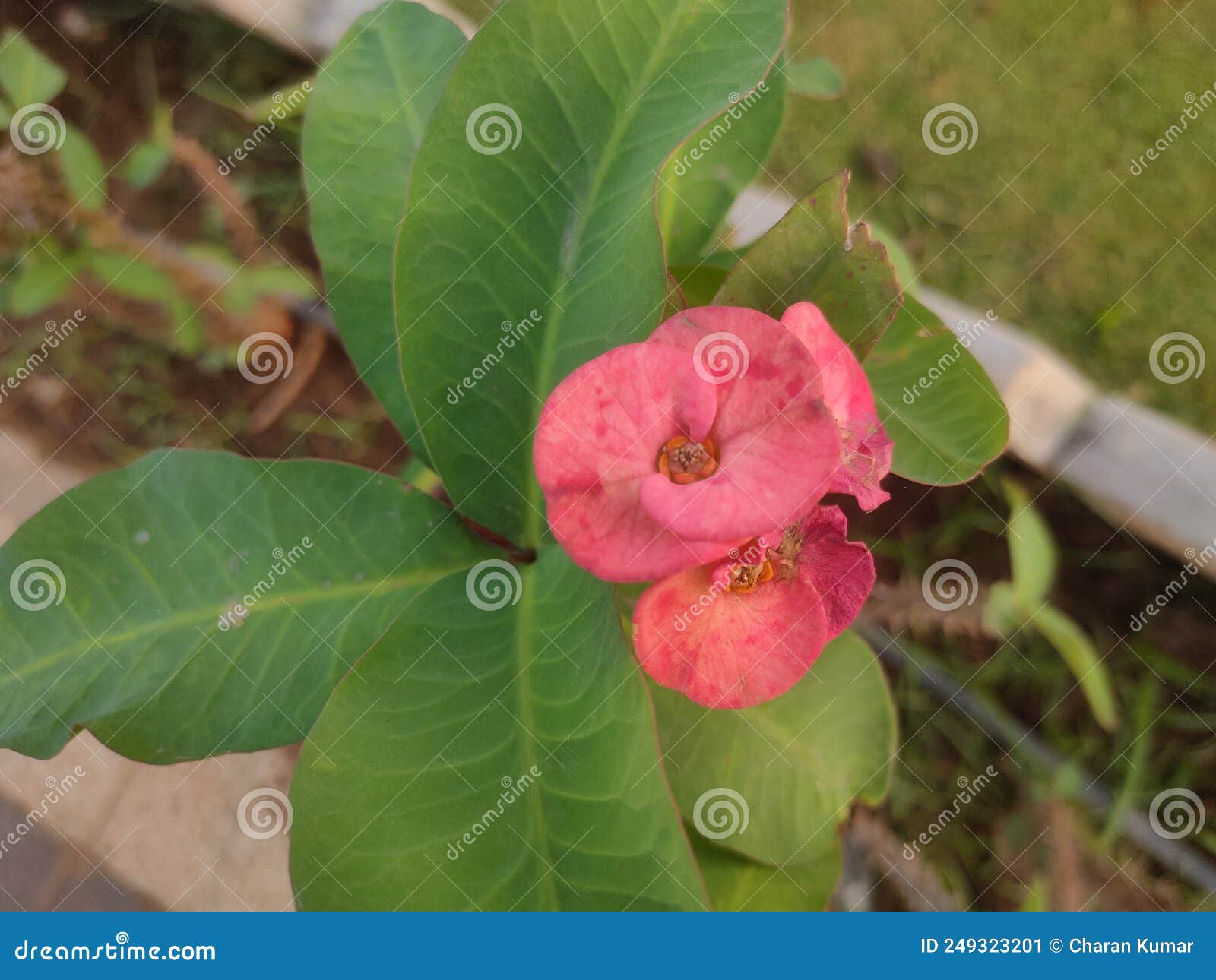 Crown of thorns flower stock image. Image of blossom - 249323201