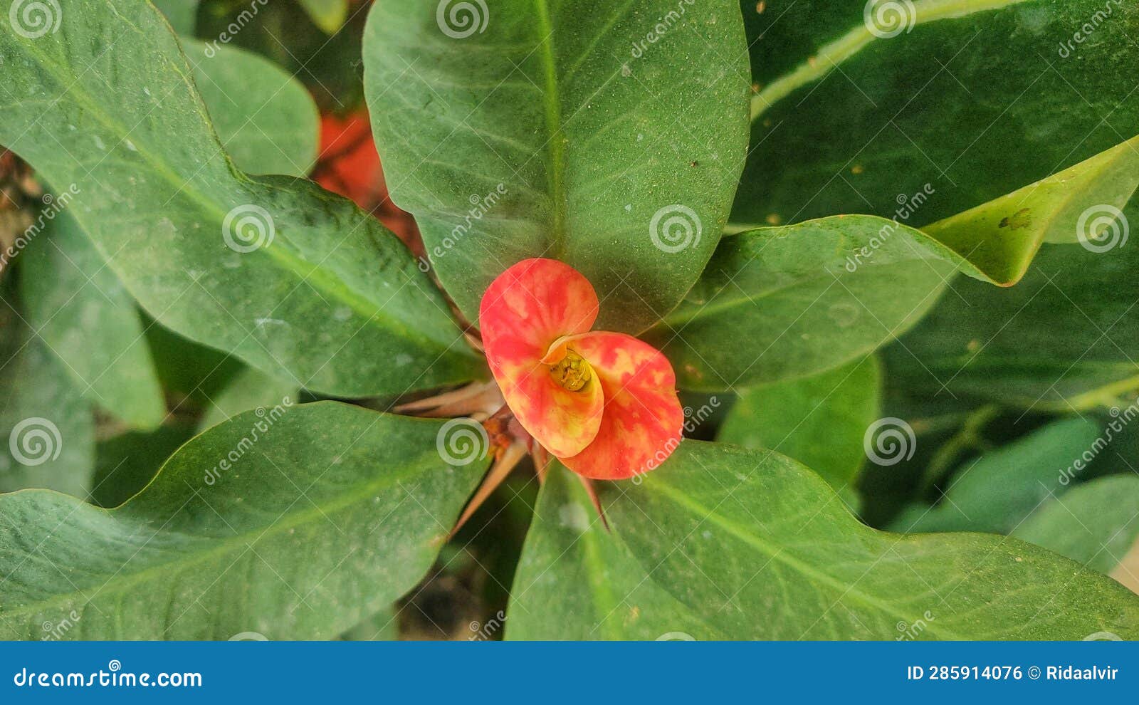 Crown of thorns flower stock illustration. Illustration of blossom ...