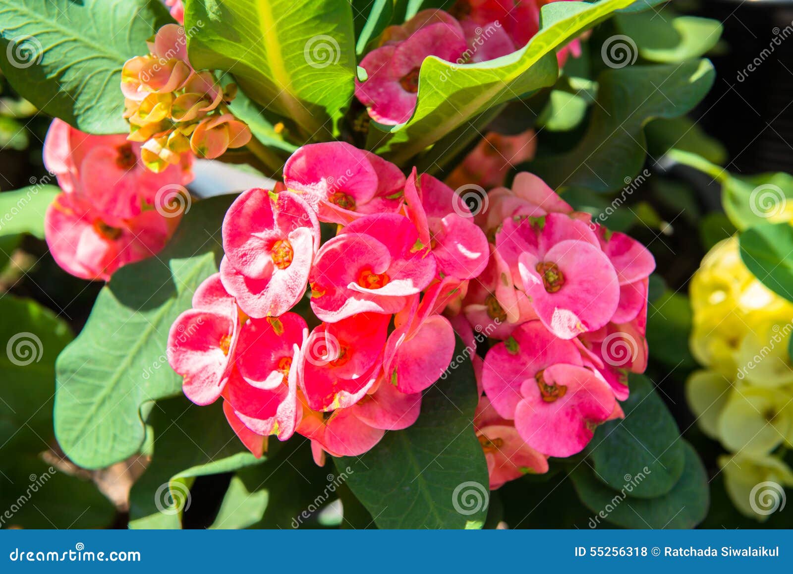 Crown of Thorns flower stock photo. Image of growth, background - 55256318