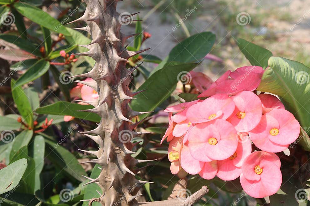 Crown of Thorns Flower on Tree in Farm Stock Photo - Image of grass ...