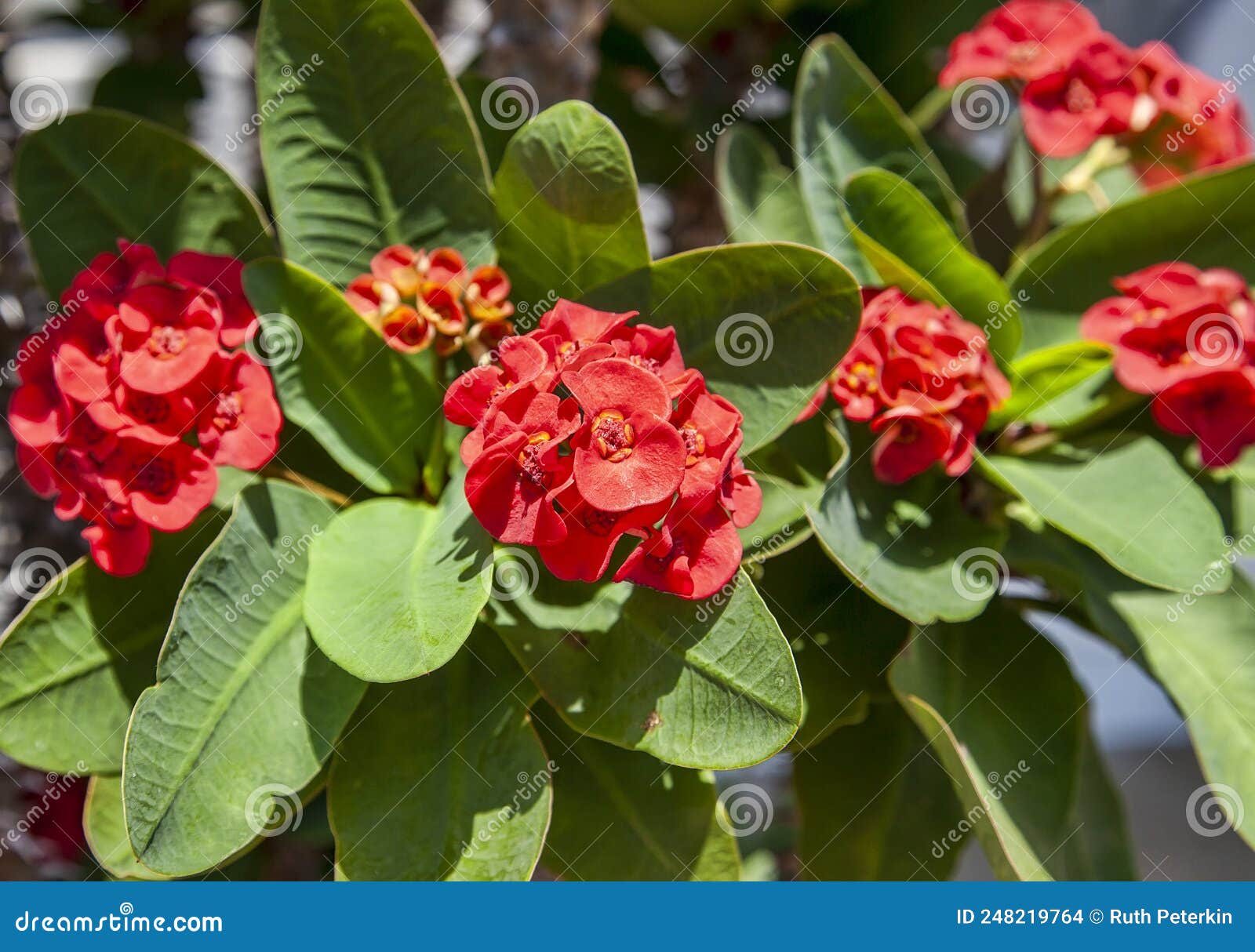 Crown of Thorns Flowering Bush Stock Photo - Image of garden, petal ...