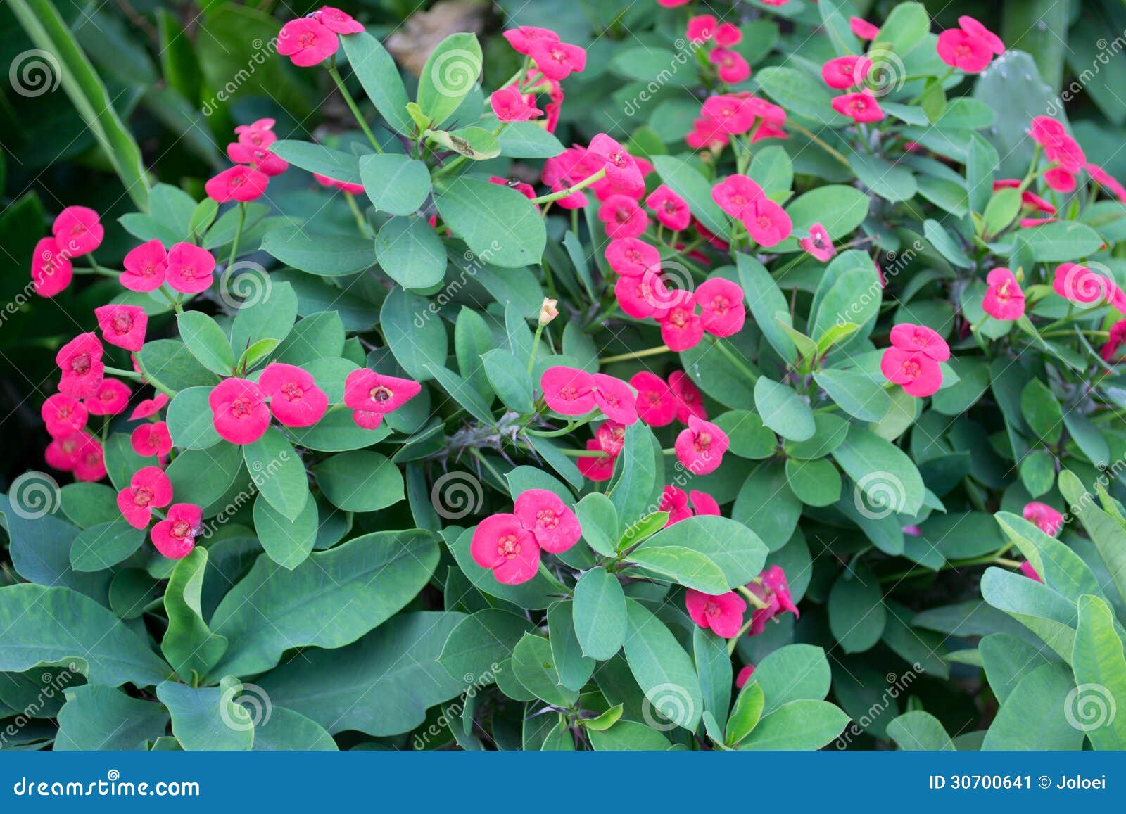 Crown of thorns flowers stock image. Image of euphorbiaceae - 30700641