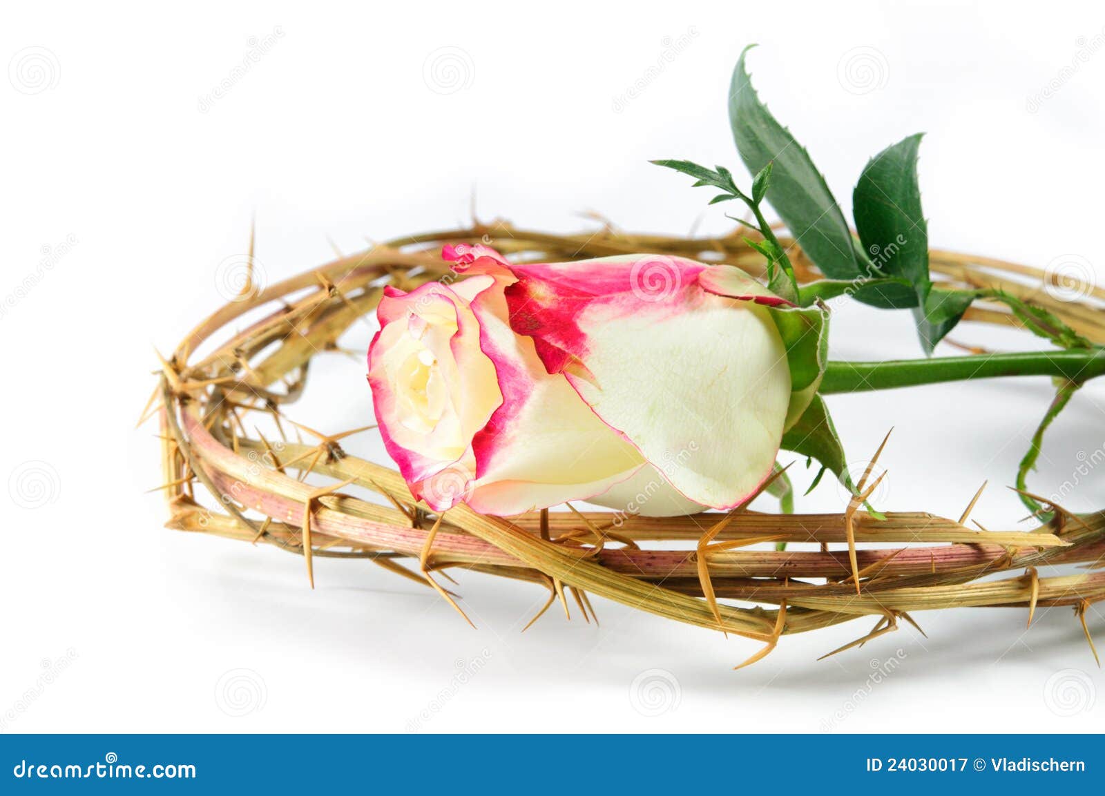 Crown of thorns and rose stock image. Image of lord, crown - 24030017
