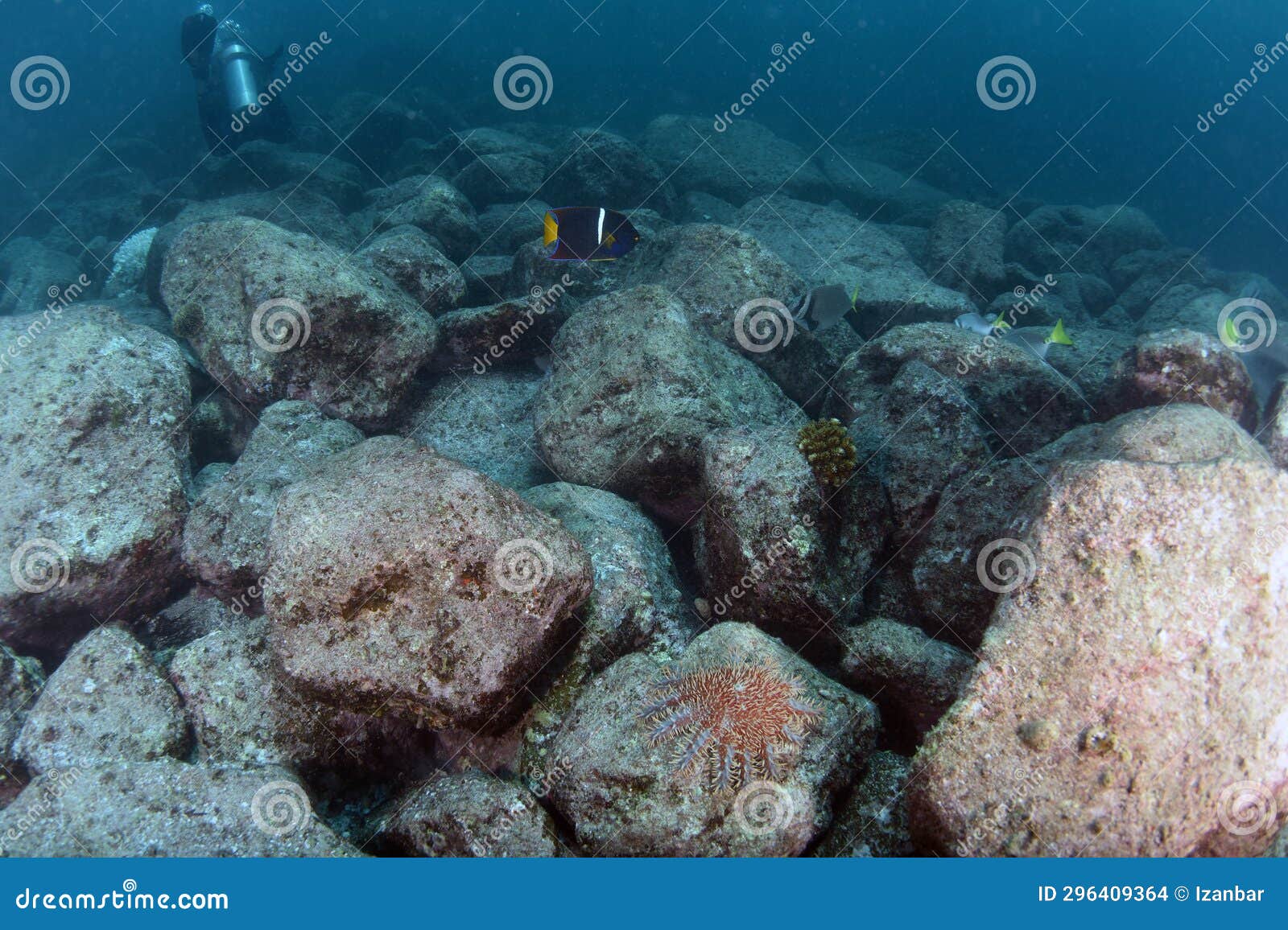 Crown of Thorns Sea Urchin Sea Star Eating Corals Stock Photo - Image ...