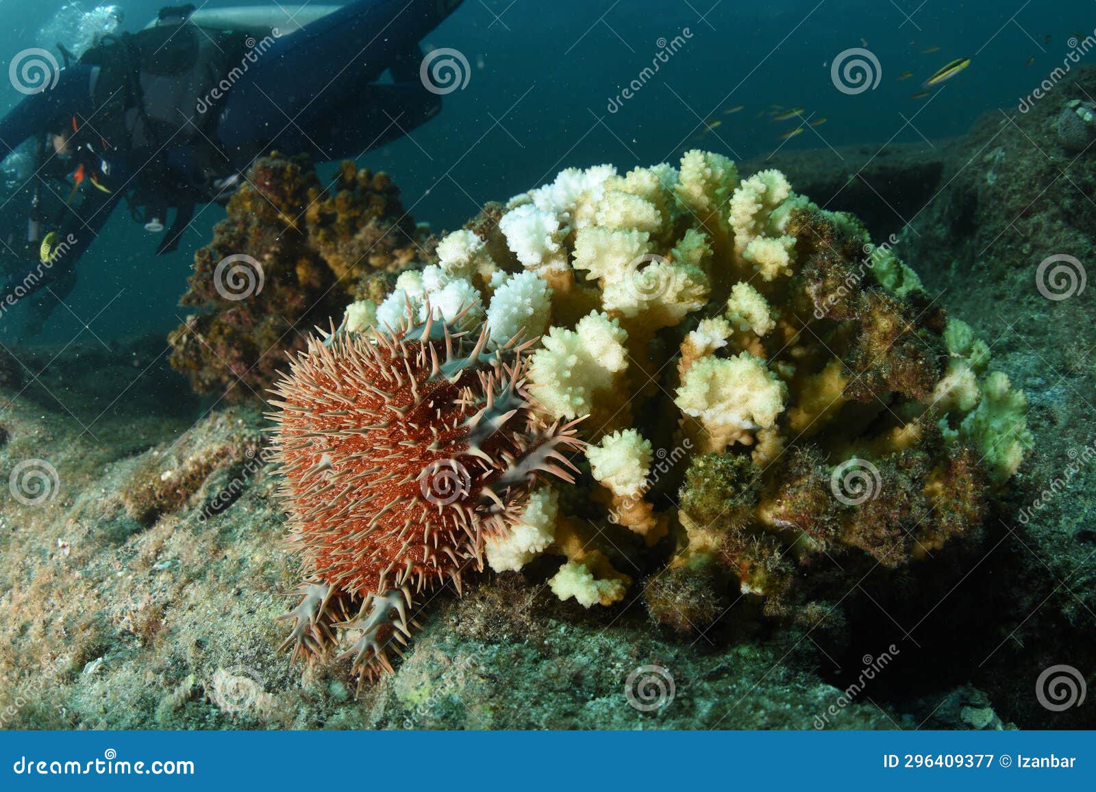 Crown of Thorns Sea Urchin Sea Star Eating Corals Stock Image - Image ...