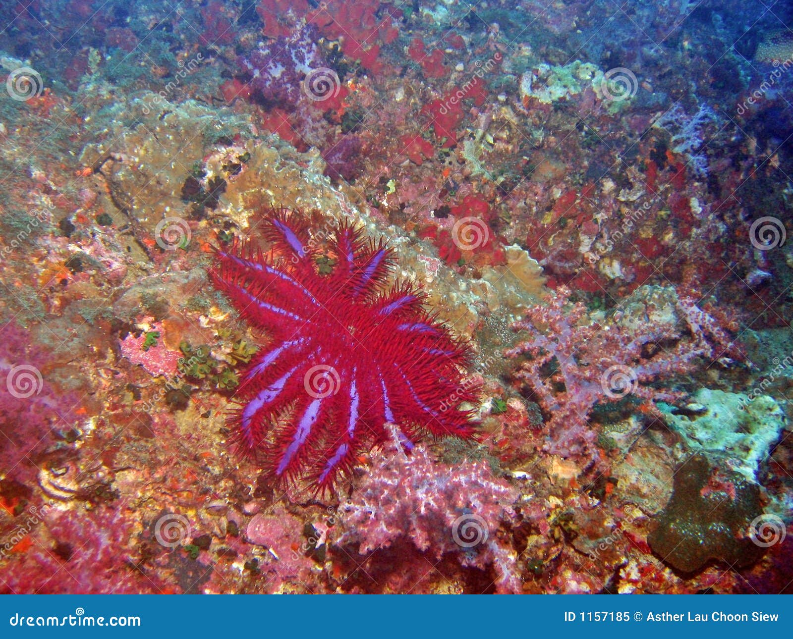 Crown of Thorns Starfish stock image. Image of coralreef - 1157185