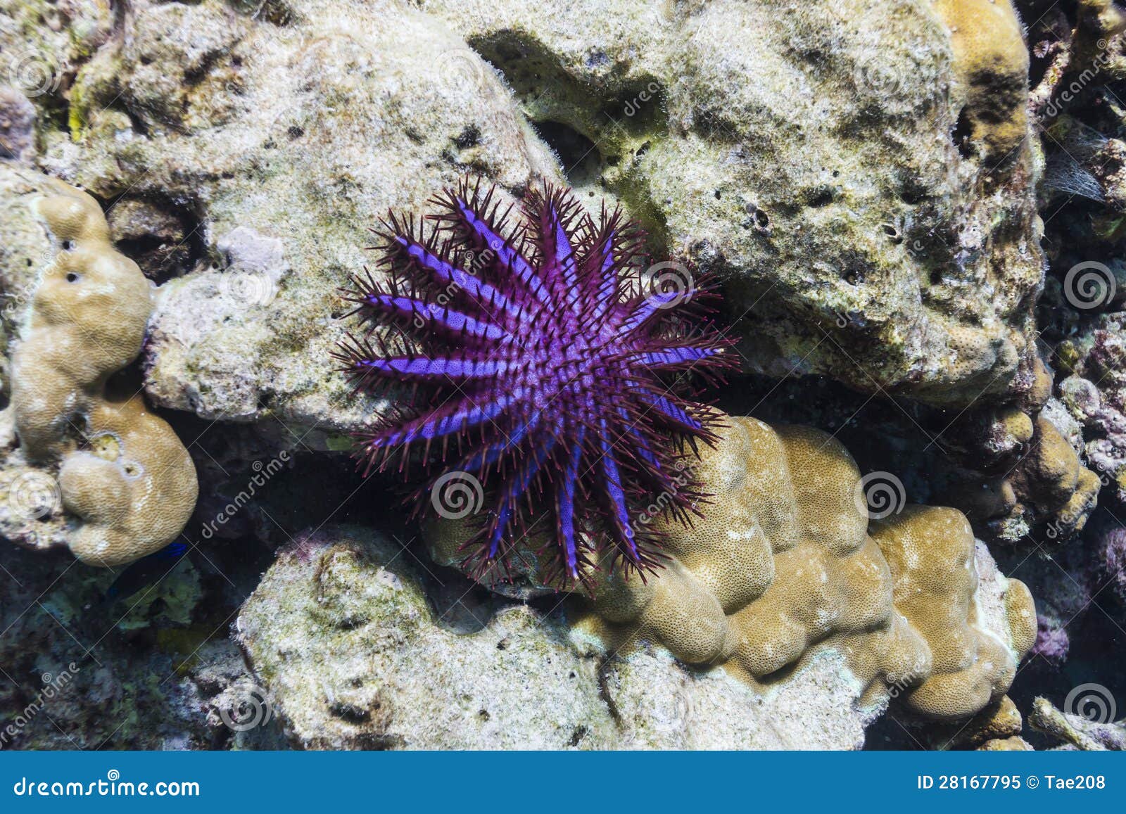 Crown of thorns starfish stock image. Image of kohchang - 28167795