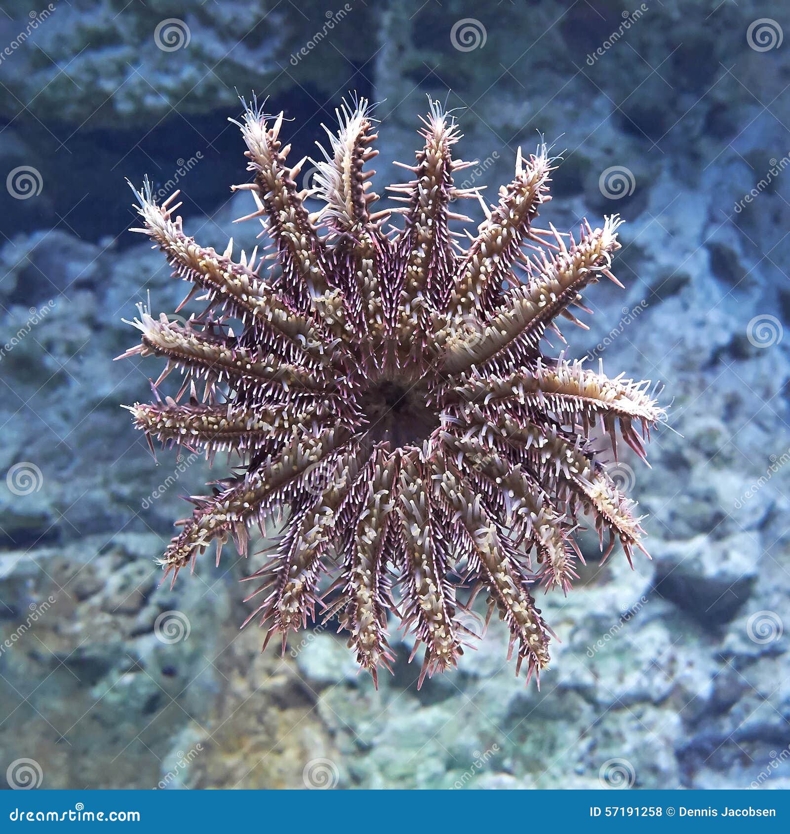 Crown-of-thorns Starfish (Acanthaster Planci) Stock Photo - Image of ...