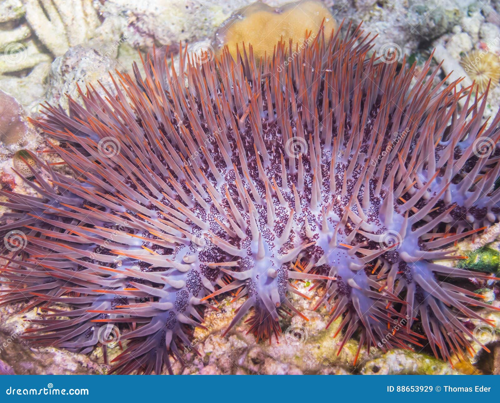 Crown-of-thorns Starfish Complete View Stock Image - Image of nature ...