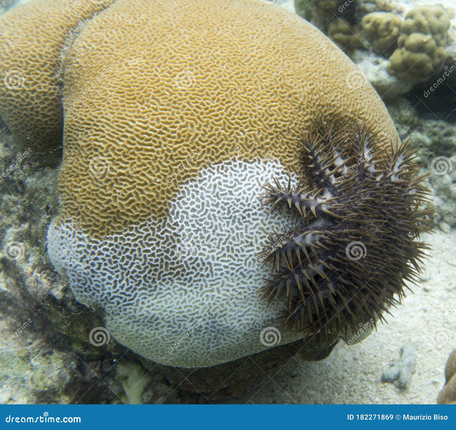 A crown of thorns starfish stock image. Image of predator - 182271869
